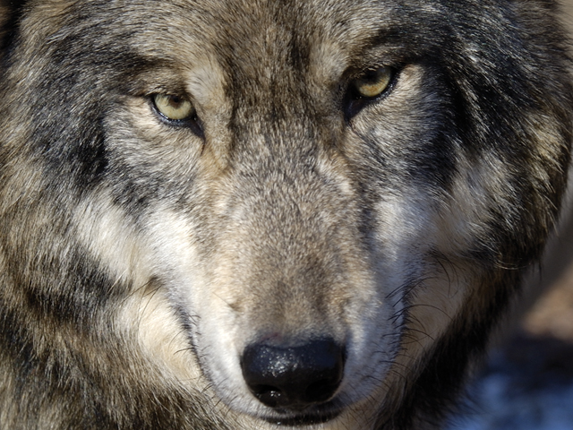 Running with the Wolves: Live Wolves Visit Long Island Hotel | Long ...